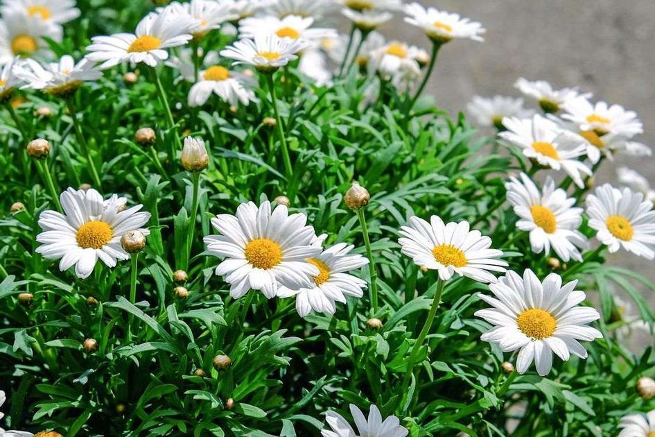 Berita Bunga Daisy Terbaru Hari Ini - Bobo