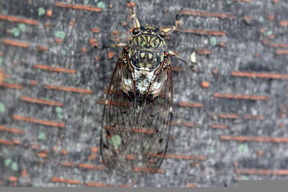 Berita Tonggeret Terbaru Hari Ini - Adjar