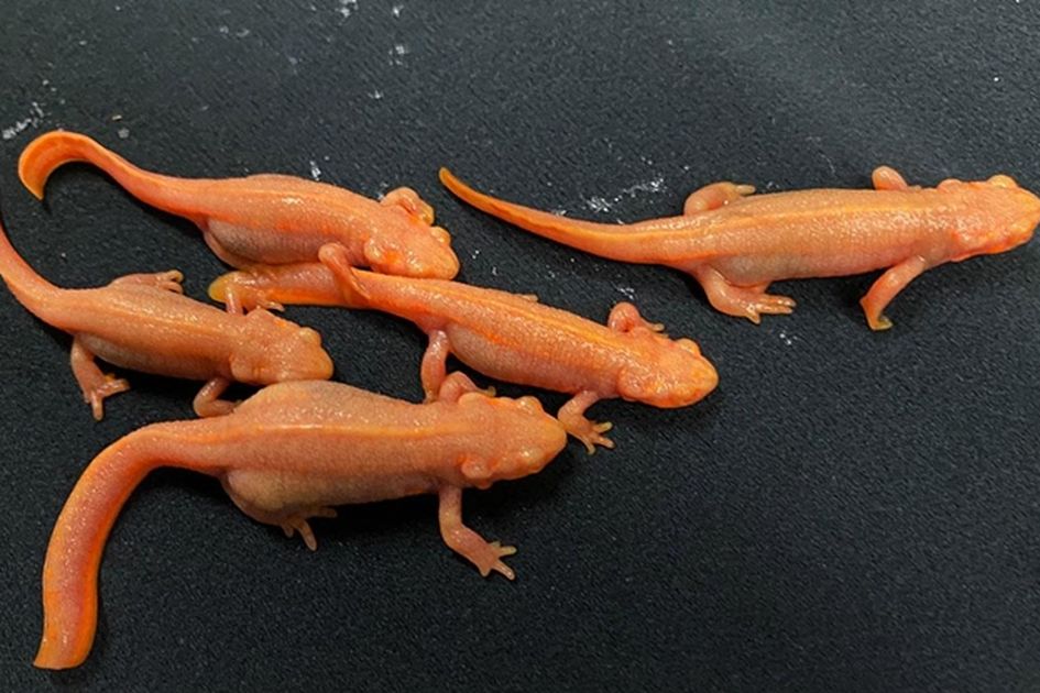 Berita Kadal Air Terbaru Hari Ini - National Geographic