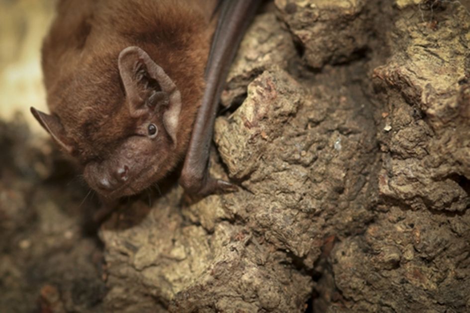 Berita Kelelawar Noctule Umum Terbaru Hari Ini - National Geographic