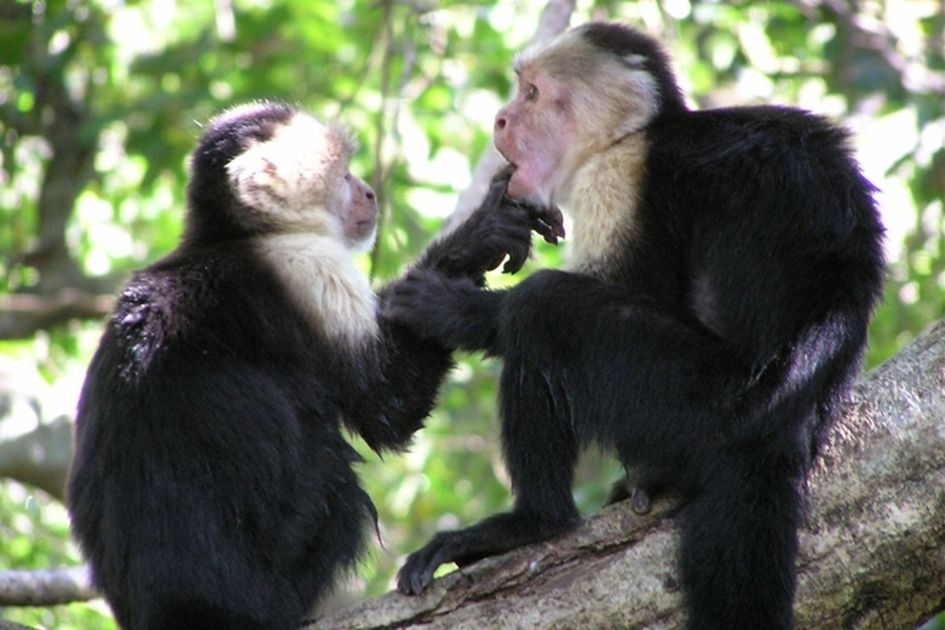 Berita Monyet Capuchin Terbaru Hari Ini - National Geographic