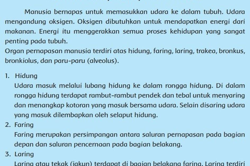 Berita Sistem Pernapasan Pada Manusia Terbaru Hari Ini - Kids Berita Sistem Pernapasan Pada Manusia Terbaru Hari Ini - Kids