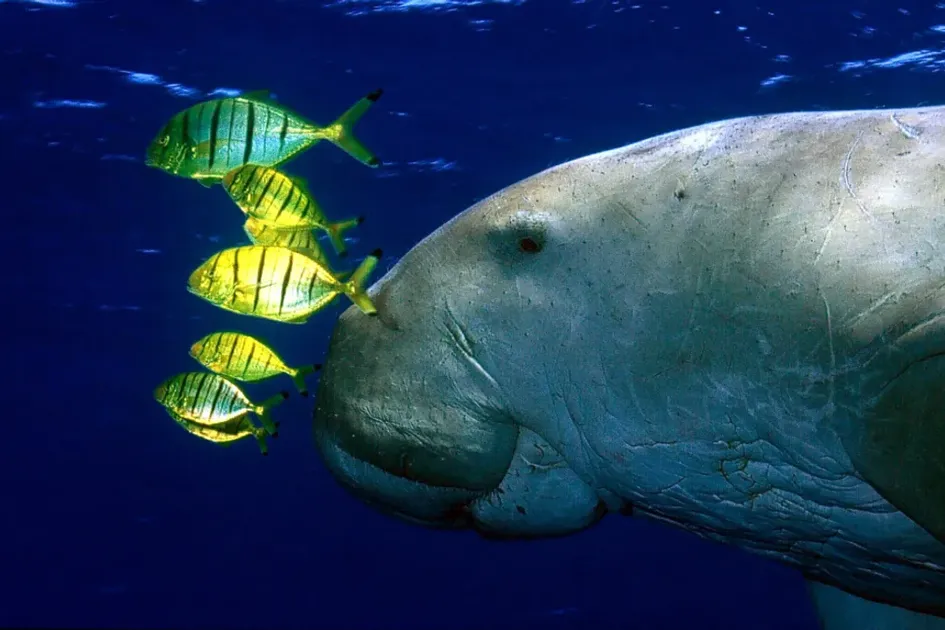 Berita Sapi Laut Terbaru Hari Ini - National Geographic