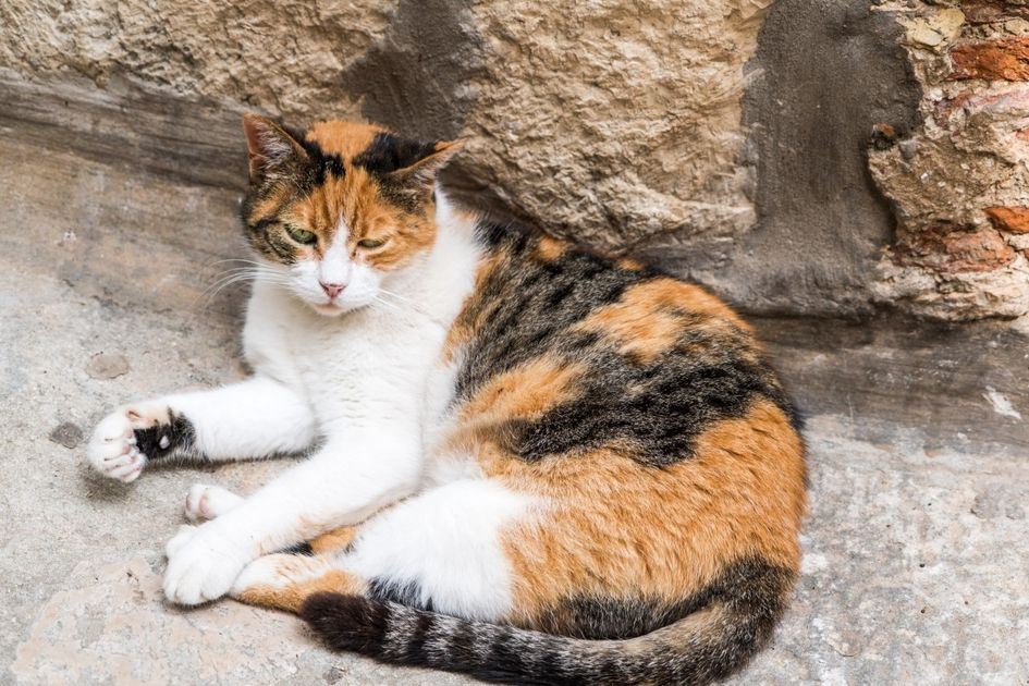 Berita Kucing Calico Jantan Terbaru Hari Ini - Bobo