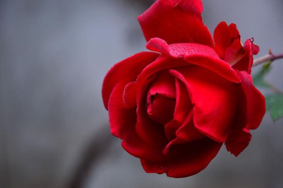 Berita Sekuntum Mawar Merah Terbaru Hari Ini - Grid.ID