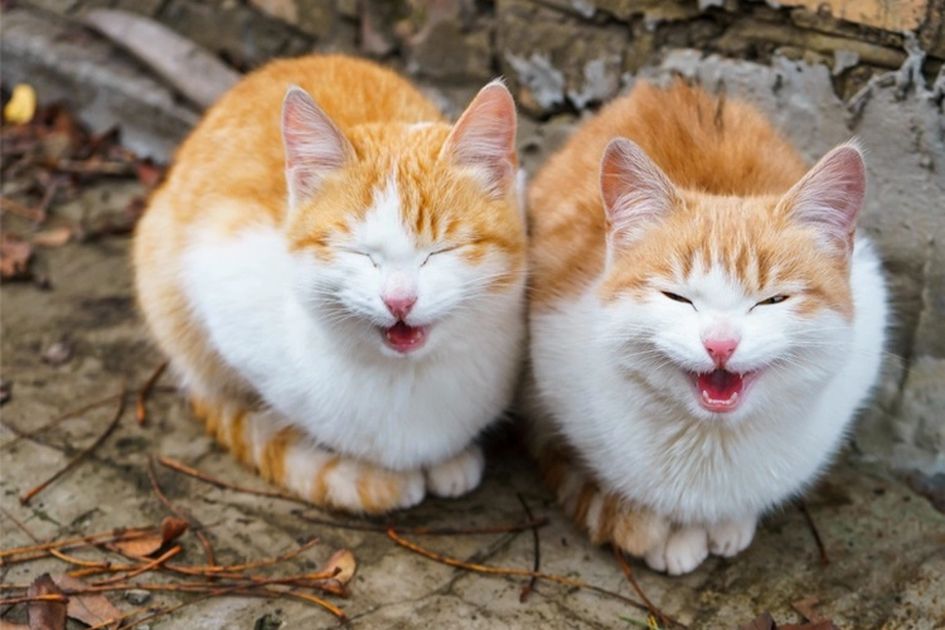 Berita Hewan Penyendiri Terbaru Hari Ini - National Geographic