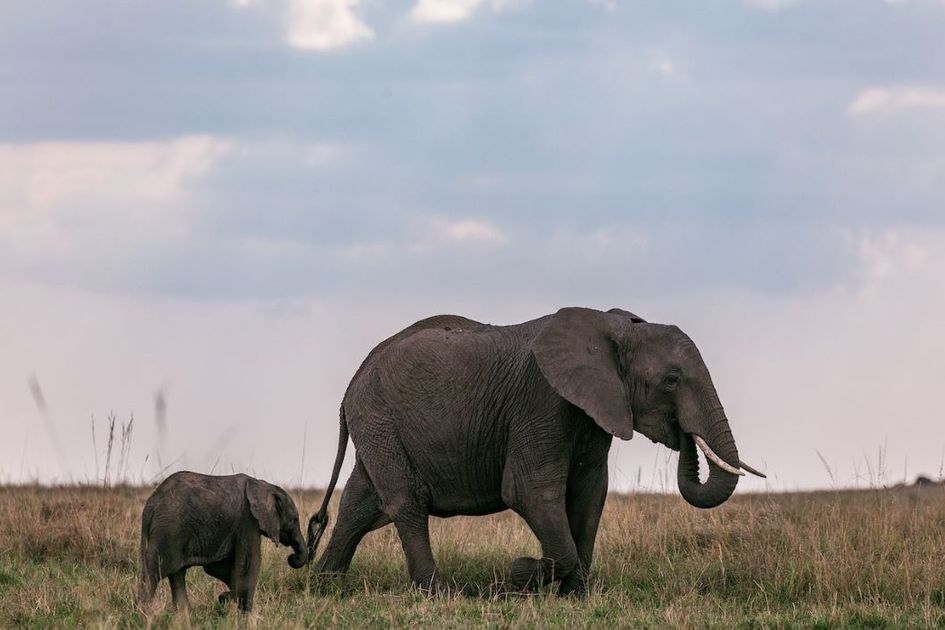 Berita Konservasi In Situ Terbaru Hari Ini - Bobo