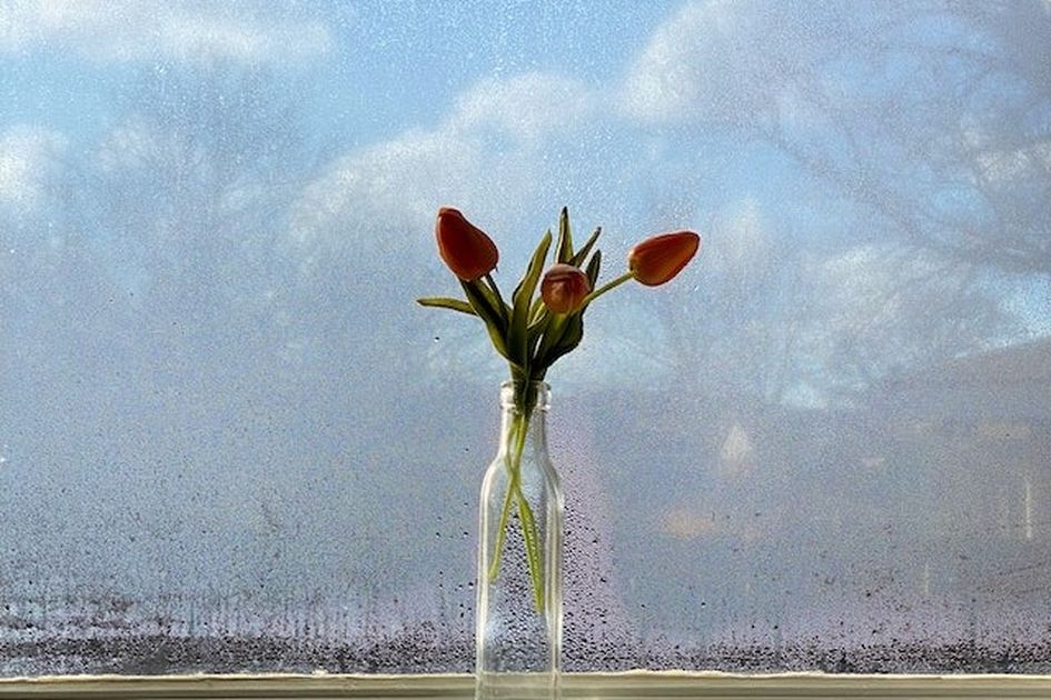 Berita Proses Terjadinya Embun Terbaru Hari Ini - Kids