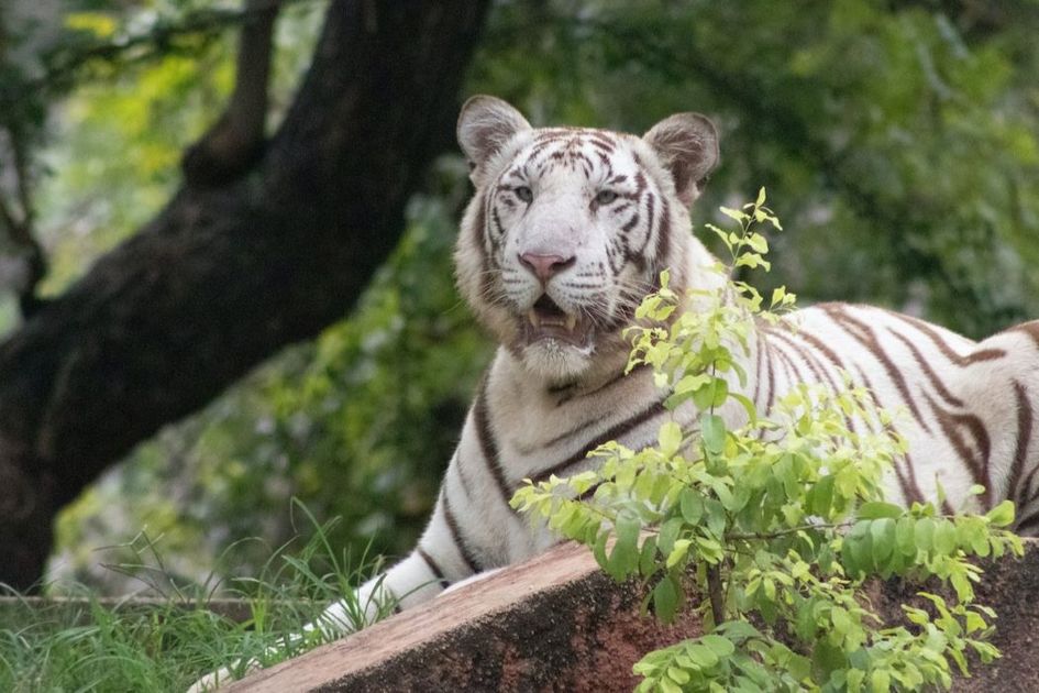 Berita Harimau Putih Terbaru Hari Ini - Bobo