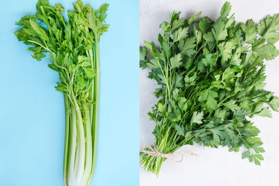 Berita Perbedaan Daun Seledri Dan Daun Ketumbar Terbaru Hari Ini ...