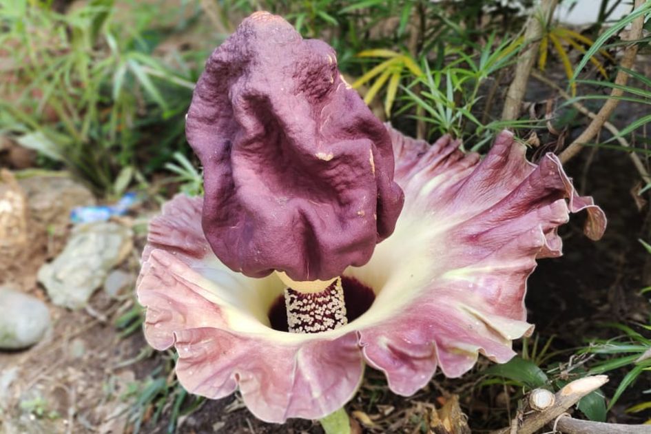 Berita Suweg Terbaru Hari Ini - Grid.ID