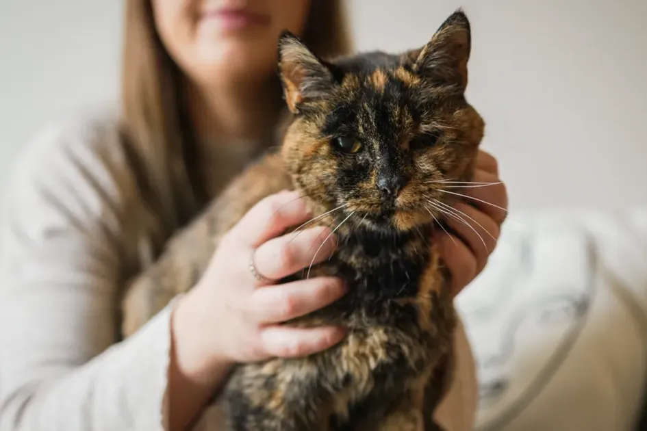 Berita Kucing Tertua Di Dunia Terbaru Hari Ini - National Geographic