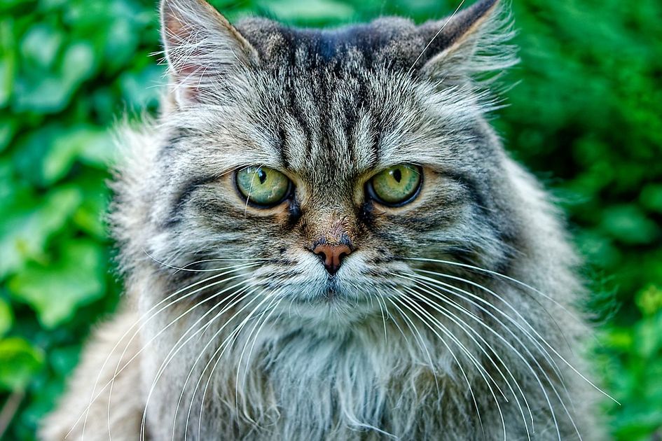 Berita Kucing Tertua Di Dunia Terbaru Hari Ini - Kids