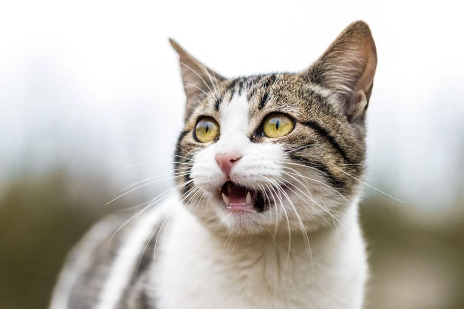 Berita Kucing Punya 9 Nyawa Terbaru Hari Ini - Bobo Berita Kucing Punya 9 Nyawa Terbaru Hari Ini - Bobo