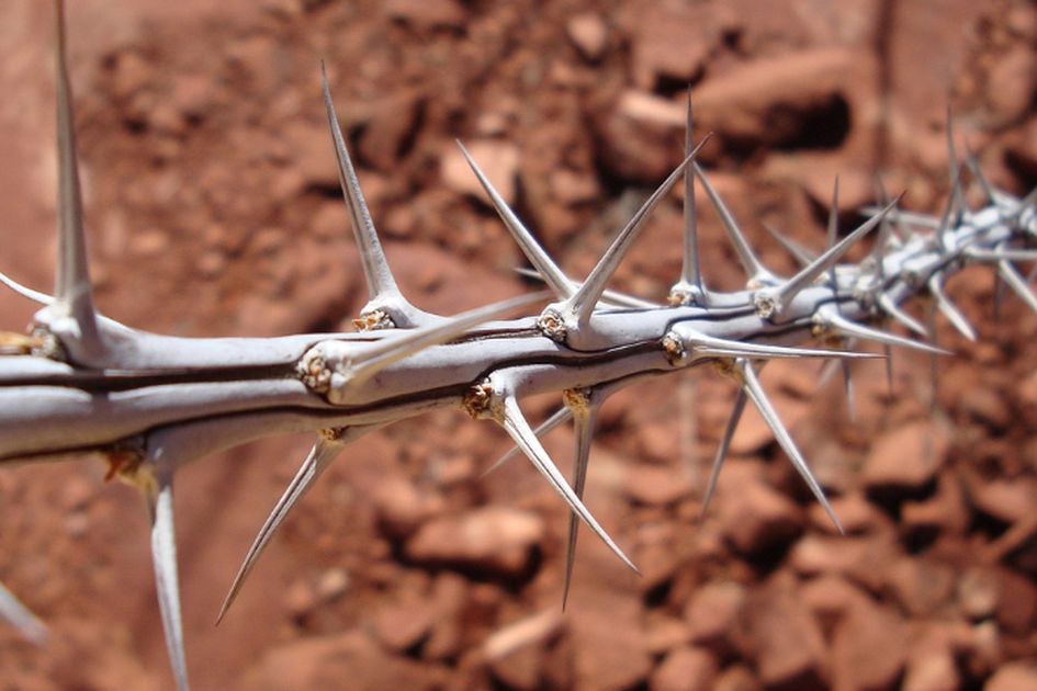 Berita Duri Terbaru Hari Ini - Grid.ID