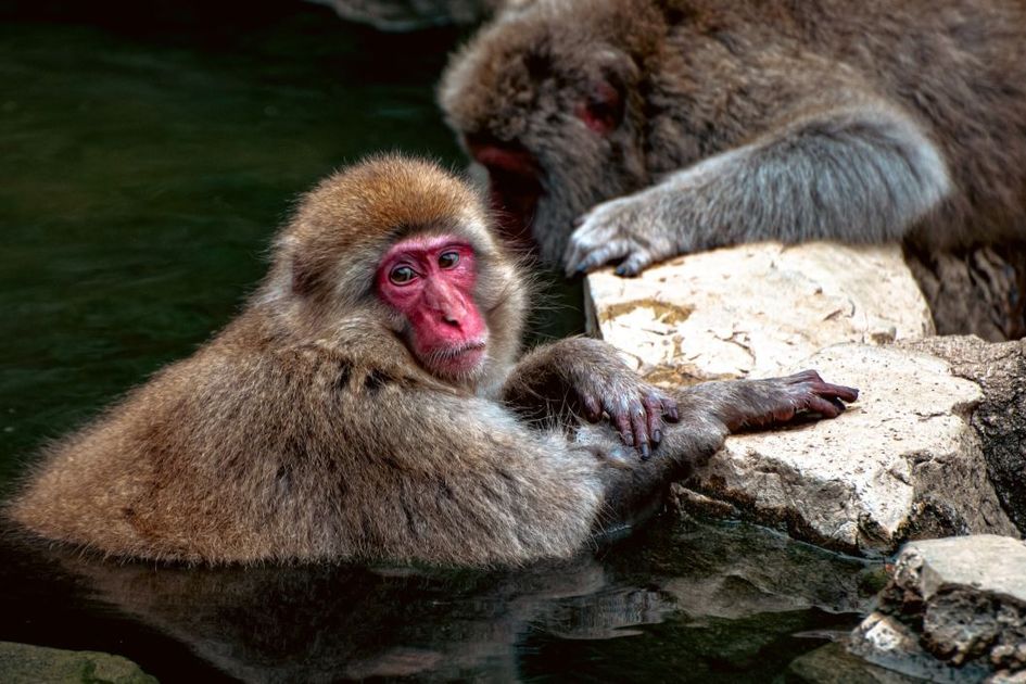 Berita Monyet Salju Jepang Terbaru Hari Ini - Bobo