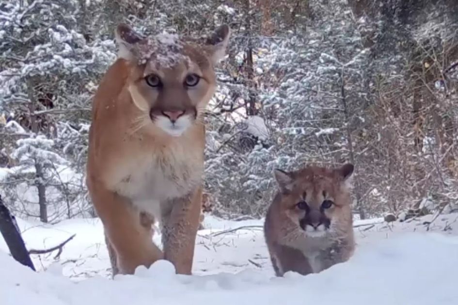 Berita Singa Gunung Terbaru Hari Ini - Bobo