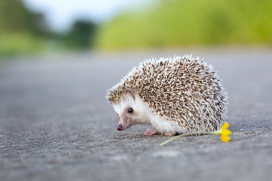 Berita Populasi Landak Terbaru Hari Ini - National Geographic