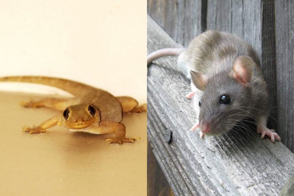 14 Cara Usir Cicak, Tikus hingga Ular yang Masuk Rumah