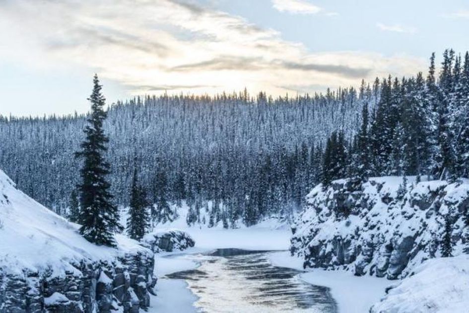 Berita Hutan Boreal Terbaru Hari Ini - National Geographic