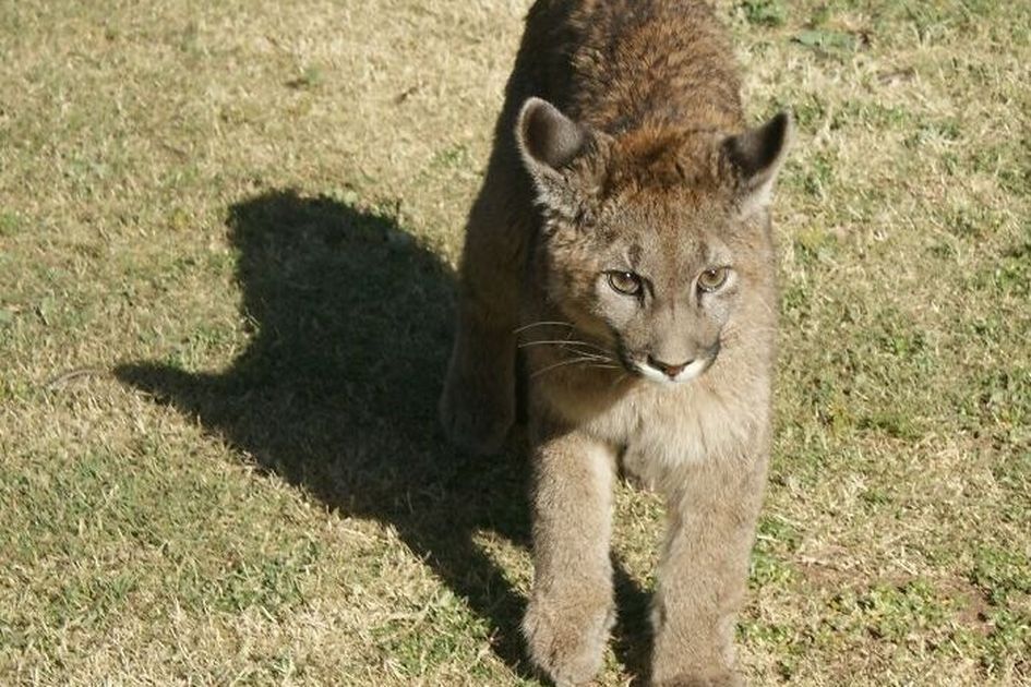 Berita Puma Terbaru Hari Ini - Bobo