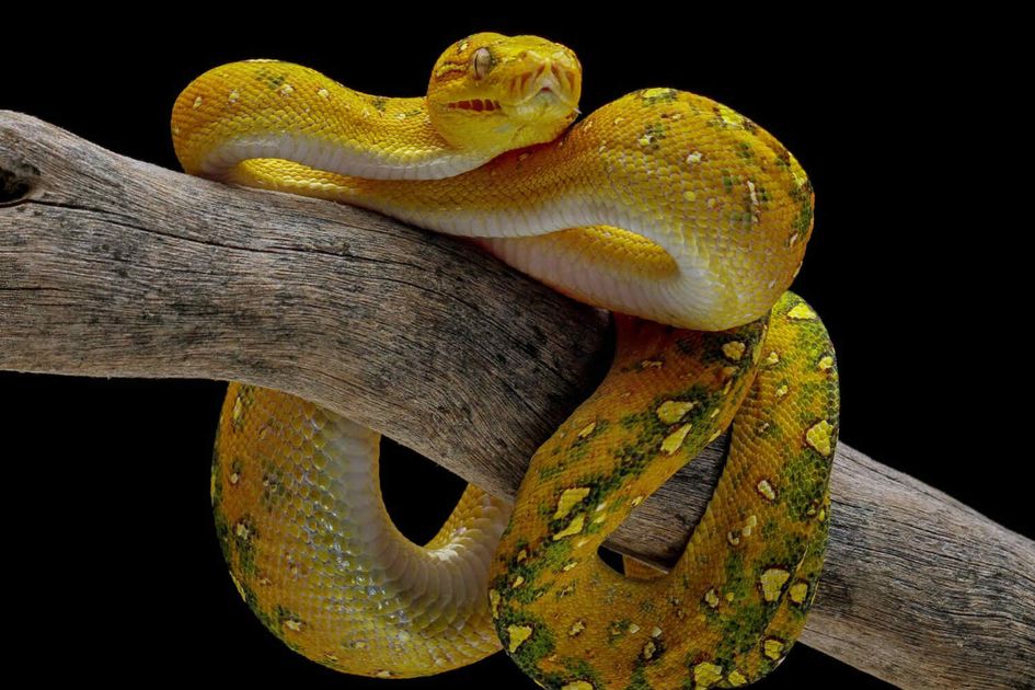 Berita Melilit Terbaru Hari Ini - Bobo