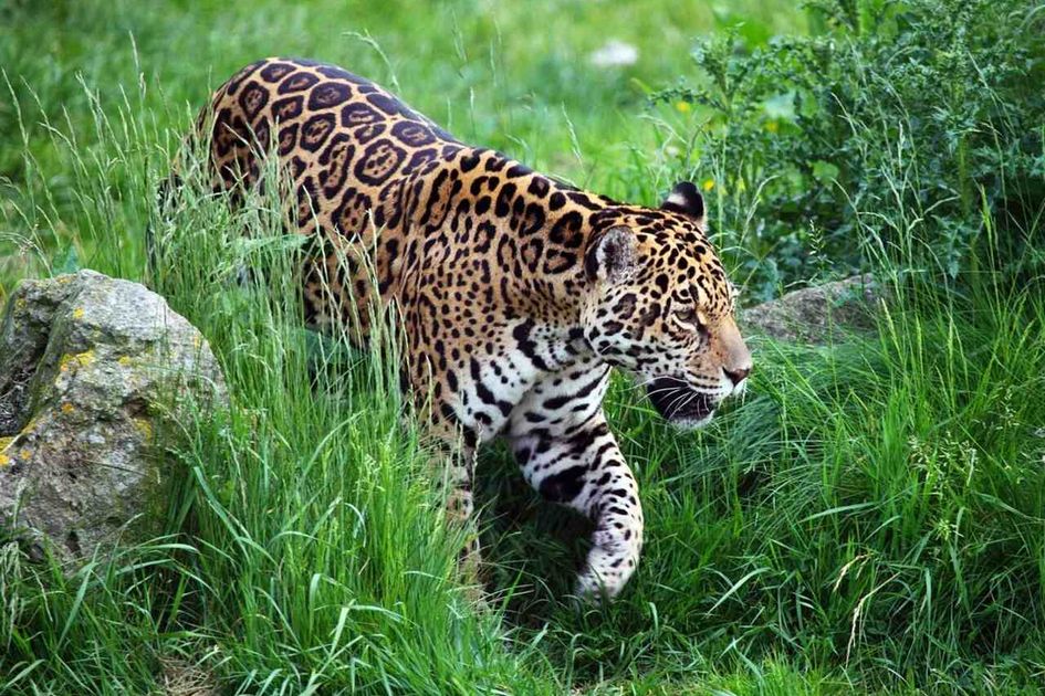 Berita Kucing Besar Terbaru Hari Ini - Bobo