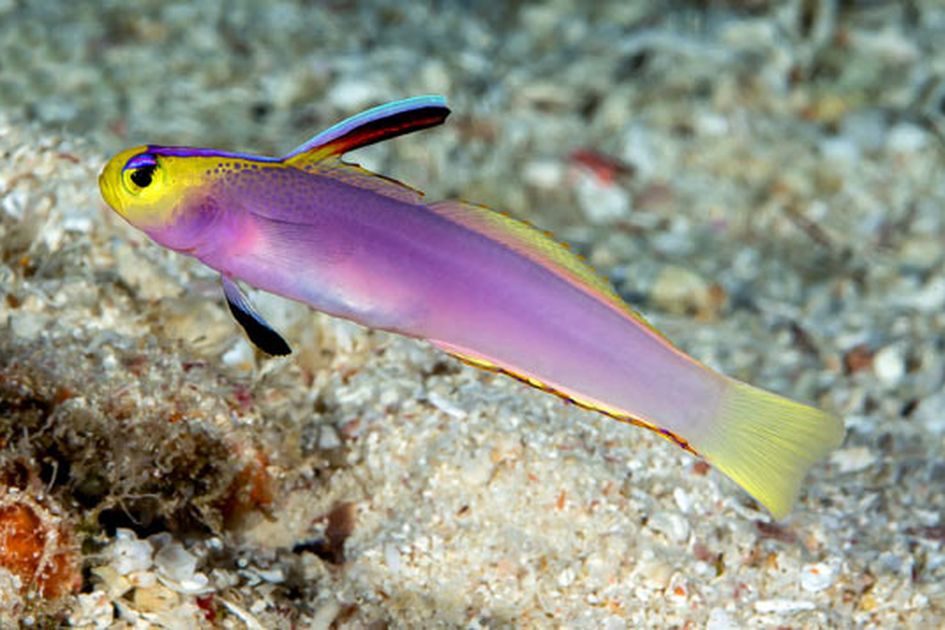 Berita Ikan Dart Terbaru Hari Ini - National Geographic