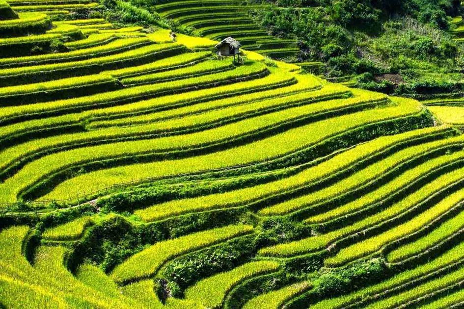 Berita Lumbung Padi Terbaru Hari Ini - Bobo