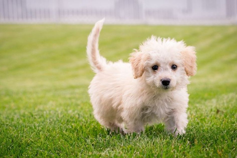 Berita Ramalan Shio Anjing Di Tahun 2023 Terbaru Hari Ini - Grid.ID Berita Ramalan Shio Anjing Di Tahun 2023 Terbaru Hari Ini - Grid.ID