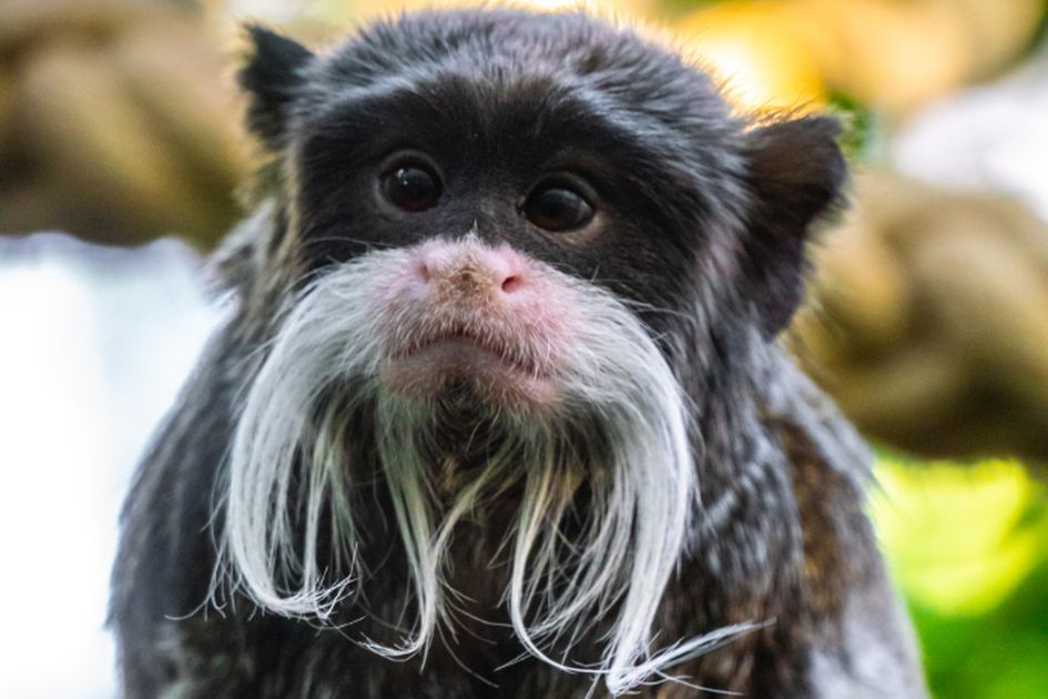 Khodam Kera Sakti Arcopodo: Mitos dan Kepercayaan dalam Budaya Jawa