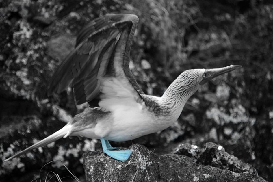 Berita Angsa Batu Berkaki Biru Terbaru Hari Ini - Kids