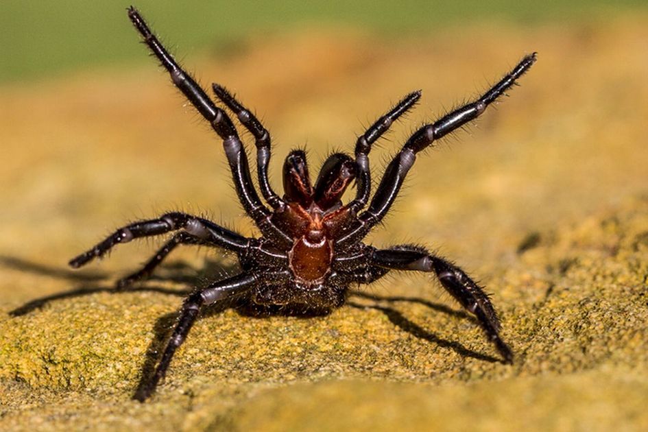 Berita Spesies Laba Laba Terbaru Hari Ini - National Geographic