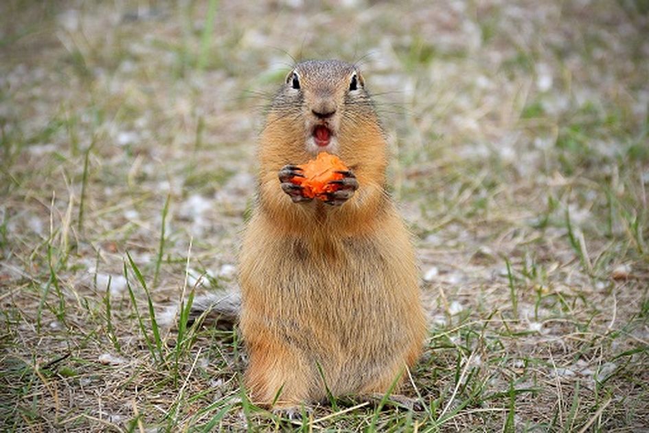 Berita Rumput Terbaru Hari Ini - Bobo