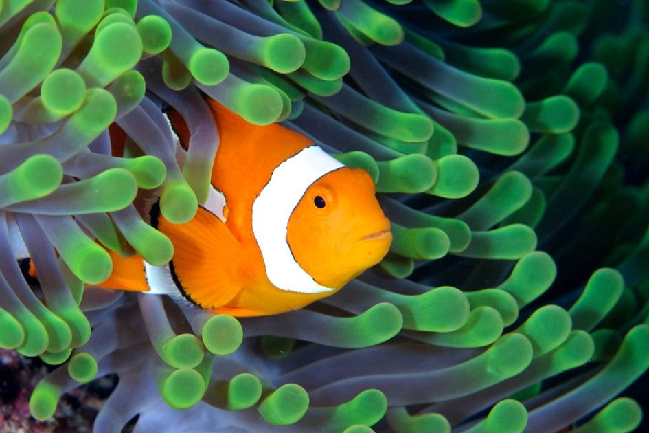 Berita Ikan Nemo Terbaru Hari Ini - National Geographic