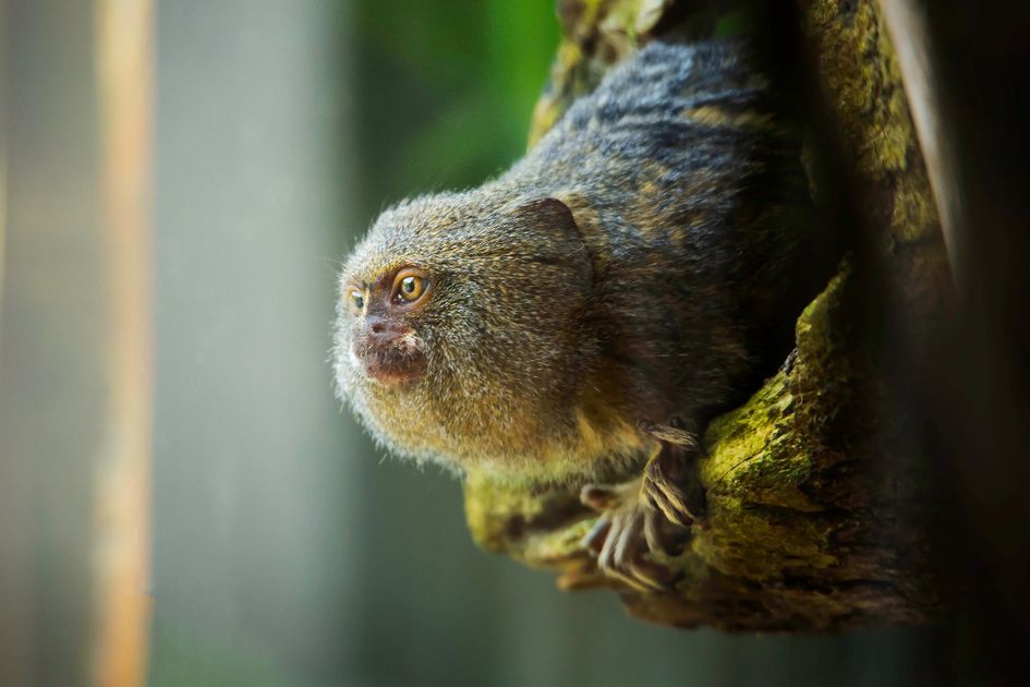 Berita Pygmy Marmoset Terbaru Hari Ini - National Geographic