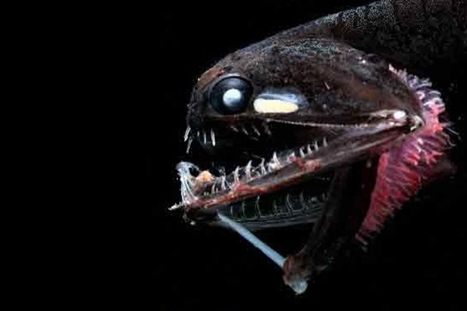 Berita Dragonfish Terbaru Hari Ini - National Geographic