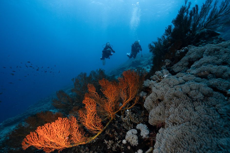 Berita Mission Blue Terbaru Hari Ini - National Geographic