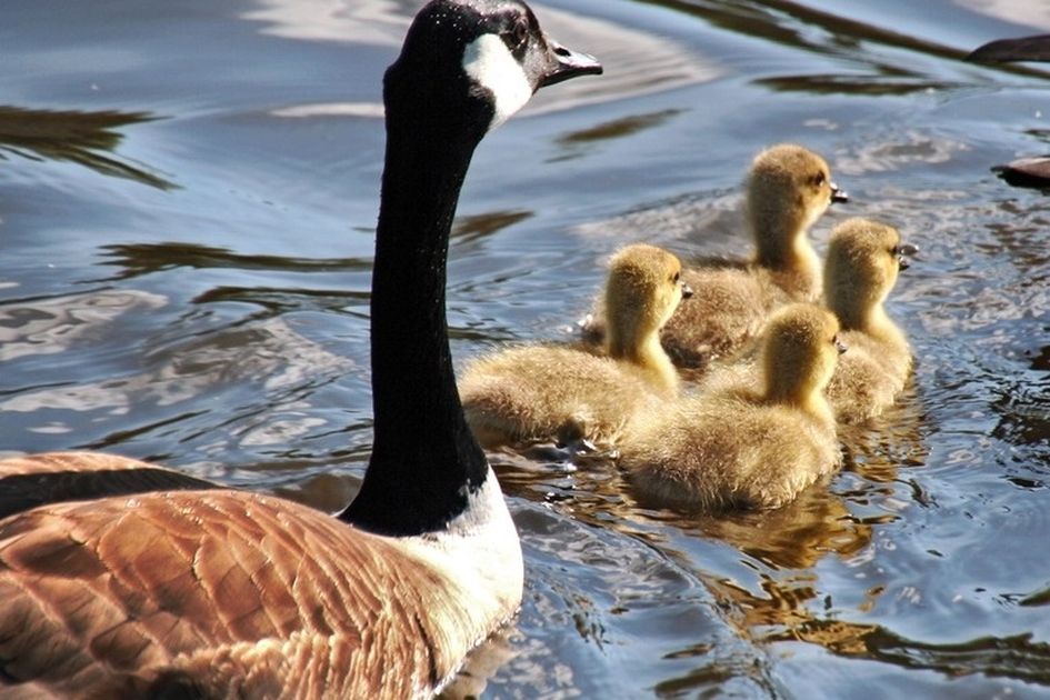 Berita Anak Angsa Terbaru Hari Ini - Bobo