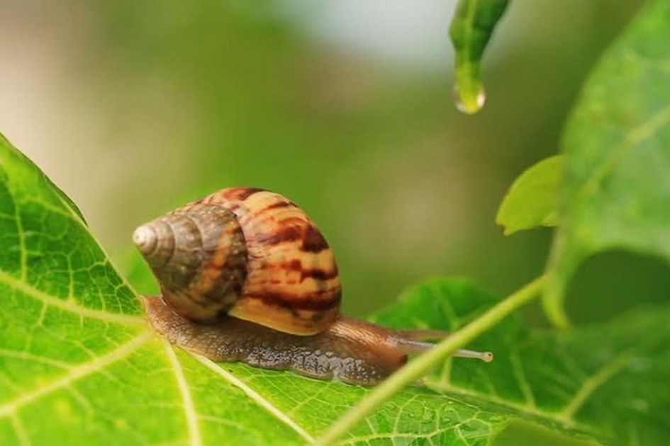 Berita Lendir Bekicot Untuk Kulit Terbaru Hari Ini - Grid.ID