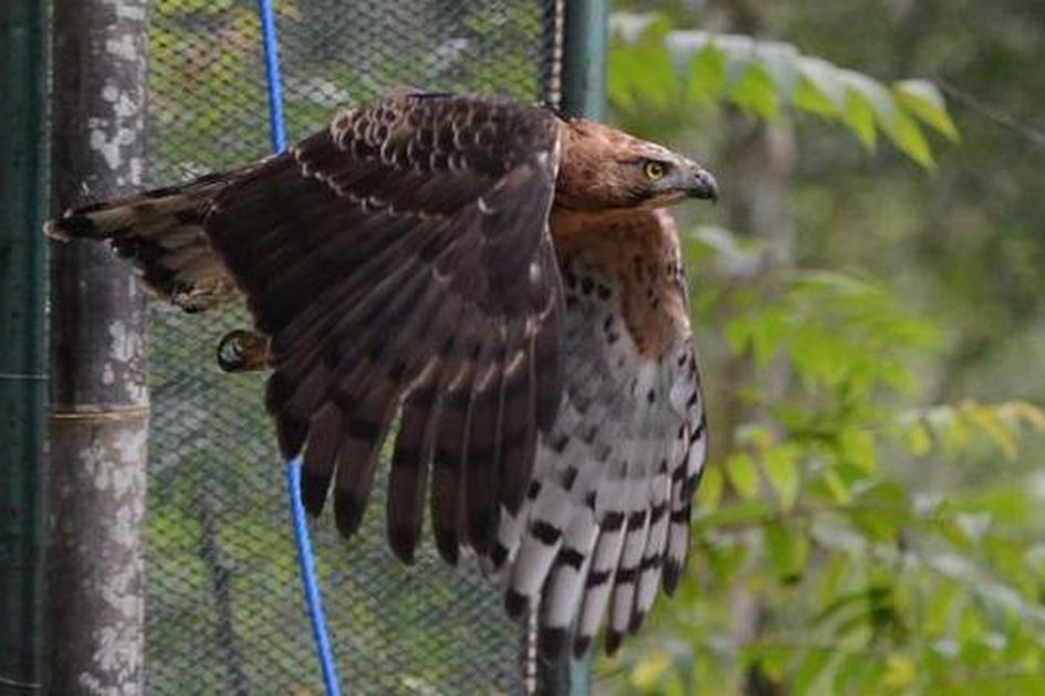 Berita Burung Garuda Terbaru Hari Ini - National Geographic