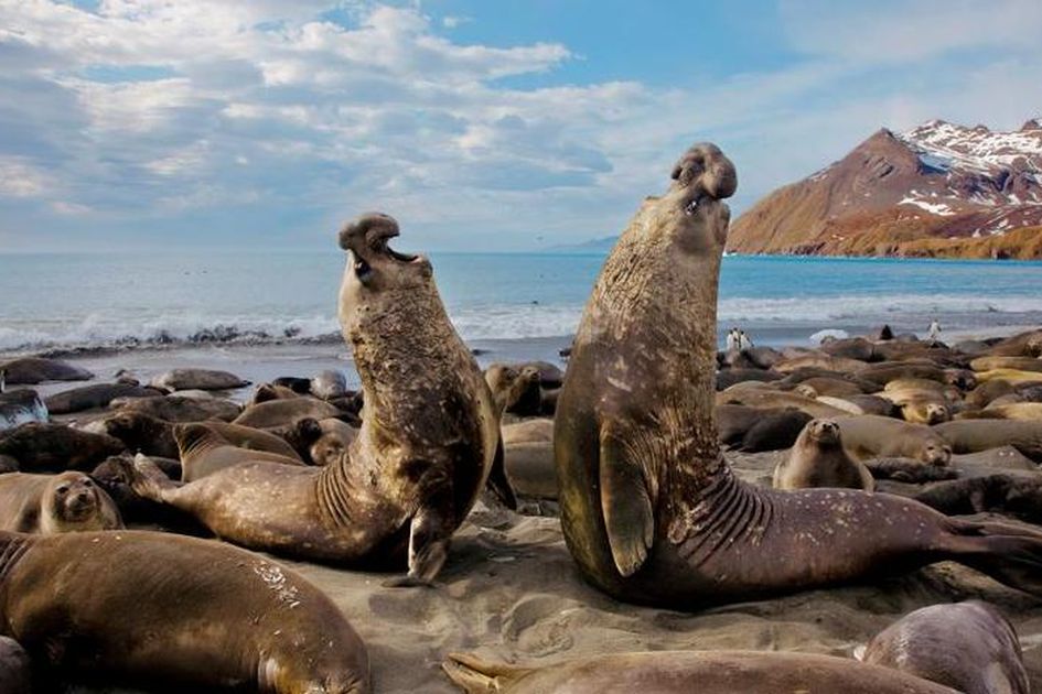 Berita Hewan Unik Dan Aneh Di Dunia Terbaru Hari Ini - National Geographic