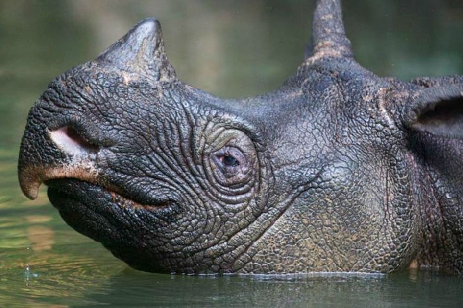 Berita Badak Jawa Terbaru Hari Ini - National Geographic