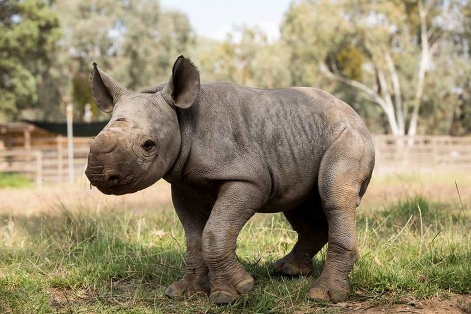 Berita Badak Hitam Terbaru Hari Ini - National Geographic