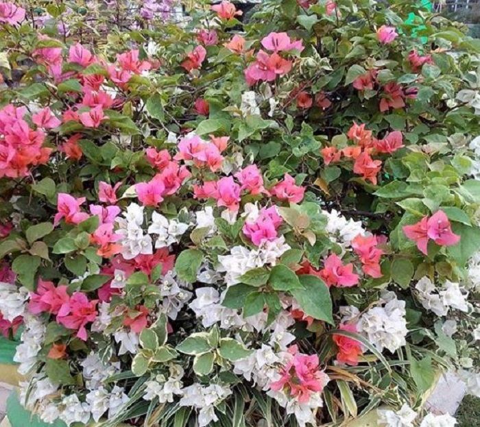 UPDATE: Ini Hasil Kamera SPC L53, Hape Dual Kamera Murah Rp 900 Ribuan ...