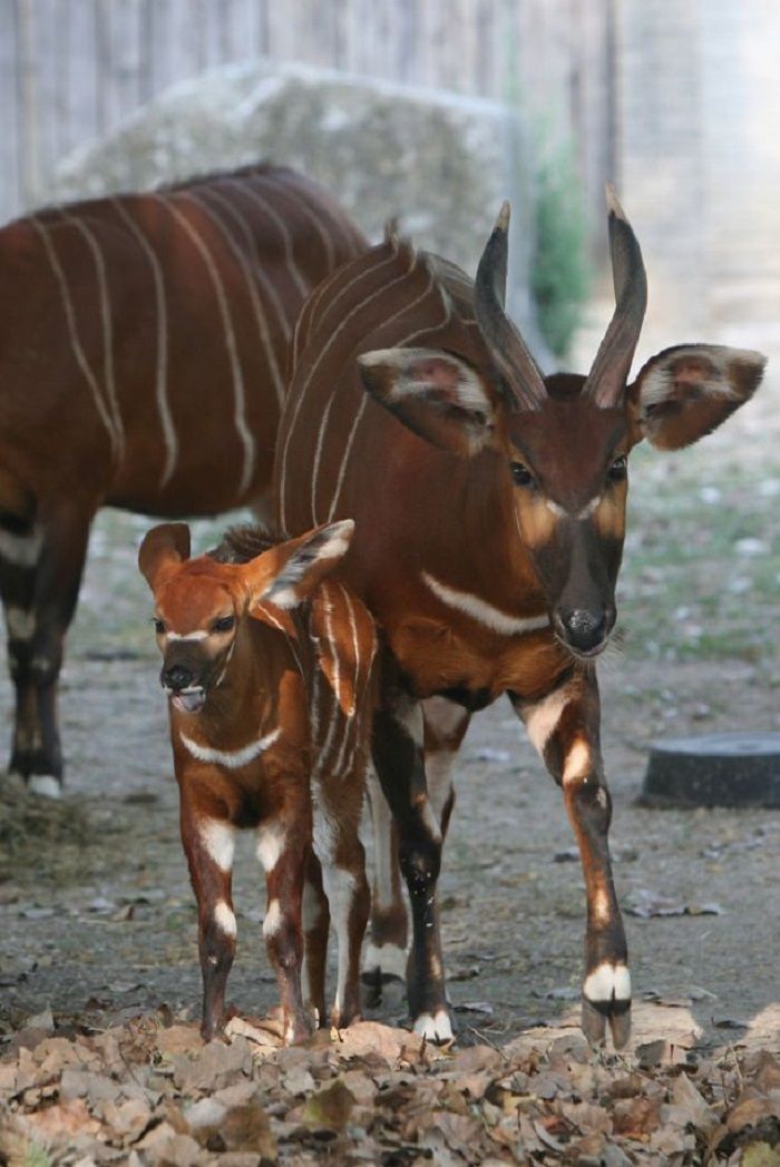 Langka! 7 Hewan Imut Ini Ternyata Benar-Benar Ada di Kehidupan Nyata ...