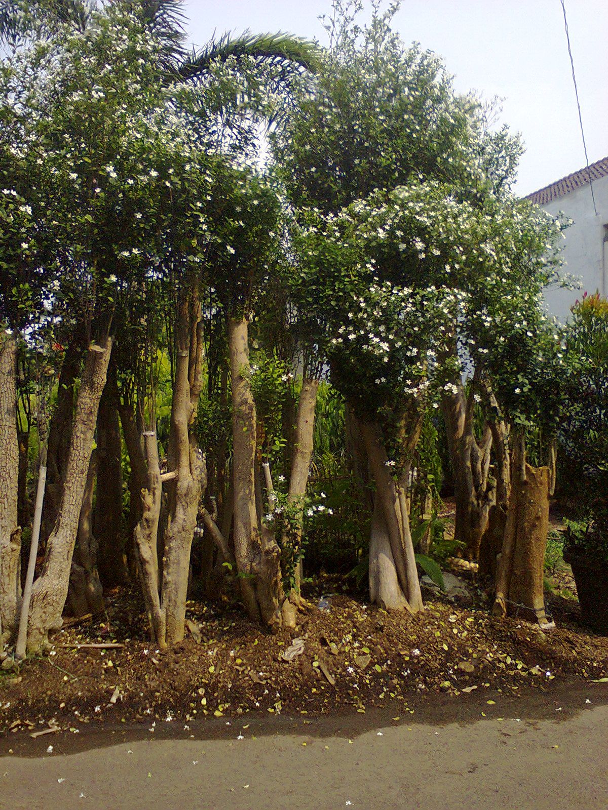 5 Pohon Berdaun Semarak yang Akan Mempercantik Halaman Rumah - Page all