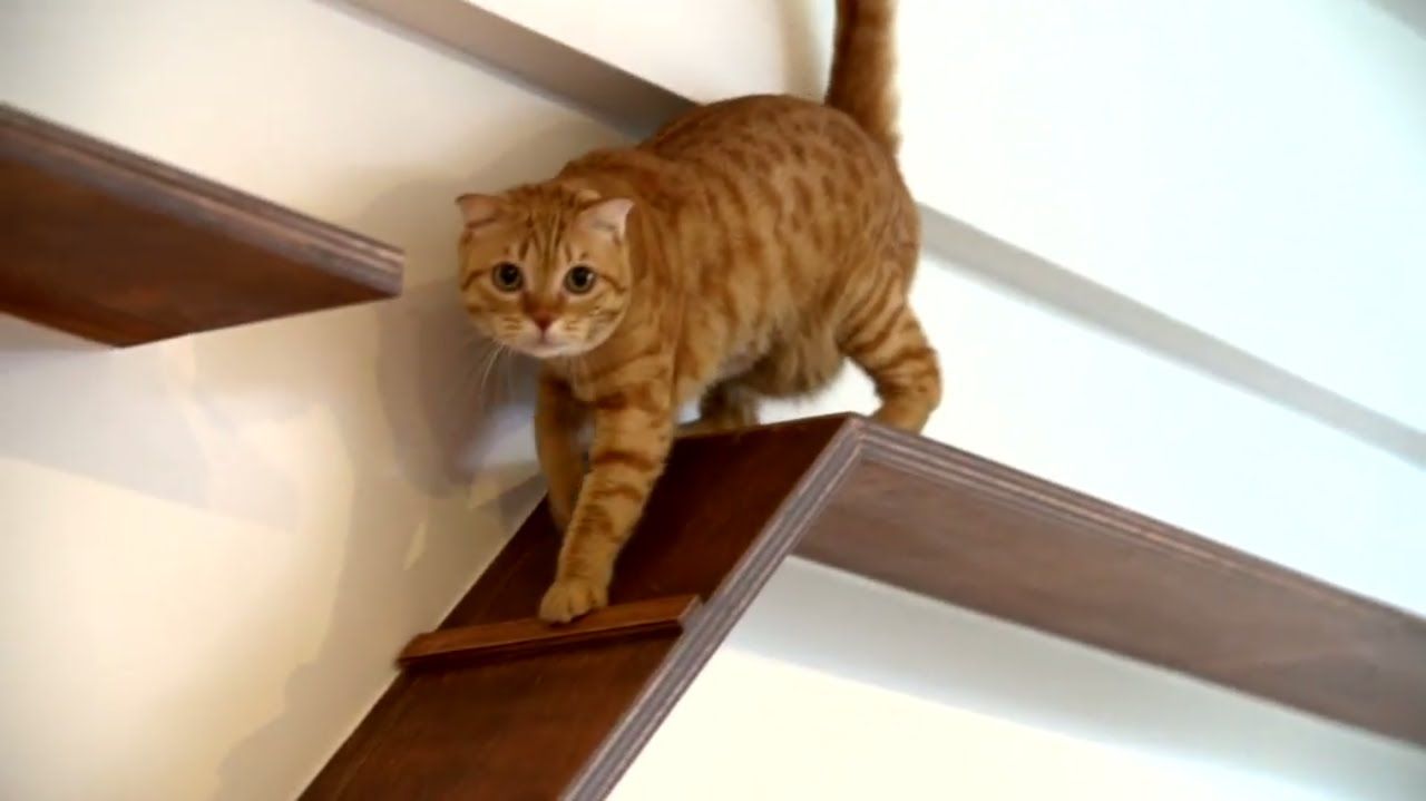 Ingin Pelihara Kucing di Rumah? Ini Tipsnya Agar Penghuni Pun Nyaman ...