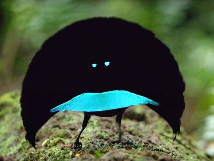 4 Spesies Burung Unik yang Sering Disebut 'Alien', Salah Satunya Hidup ...