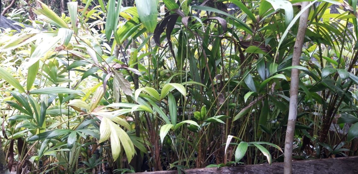 Pohon Rotan